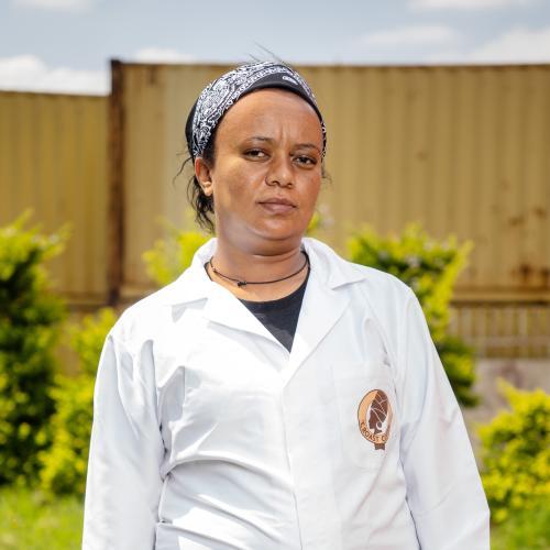 C-Roast Coffee | Ethiopian Coffee Production and Export